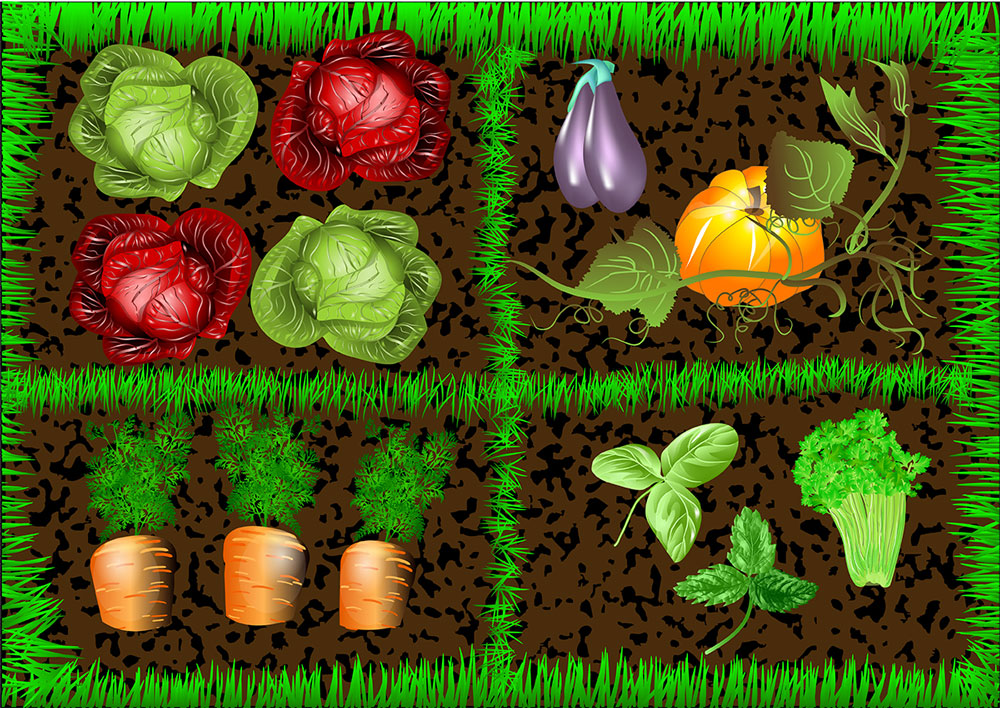 visuel potager, quatre parcelles, légumes